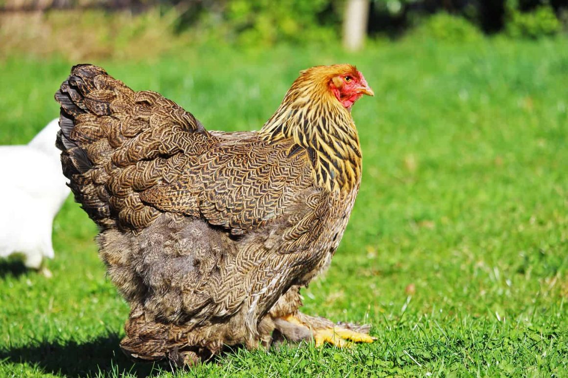 Can Chickens Eat Bugs? Everything You Need to Know