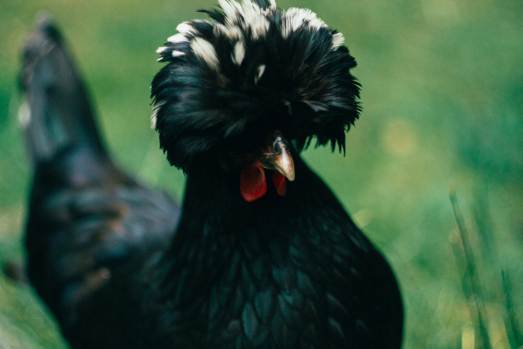 The Polish Chicken: Breed Profile and Care Guide (2025)