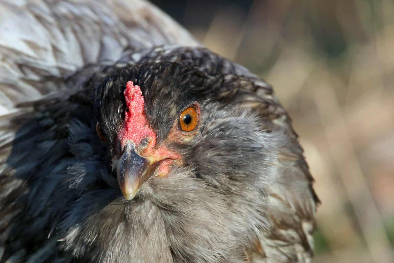 Top 25 Best Chicken Breeds (2023 Guide)