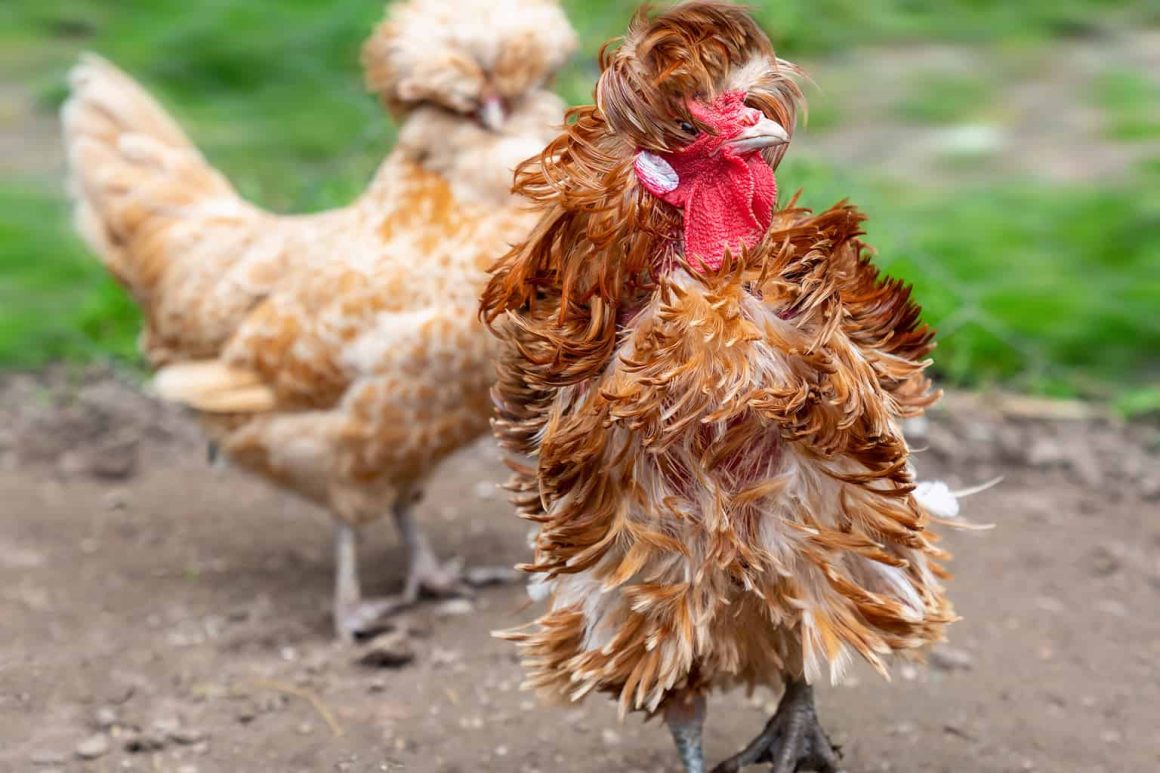 Frizzle Chicken 101: Complete Breed Info and Care Guide 2024