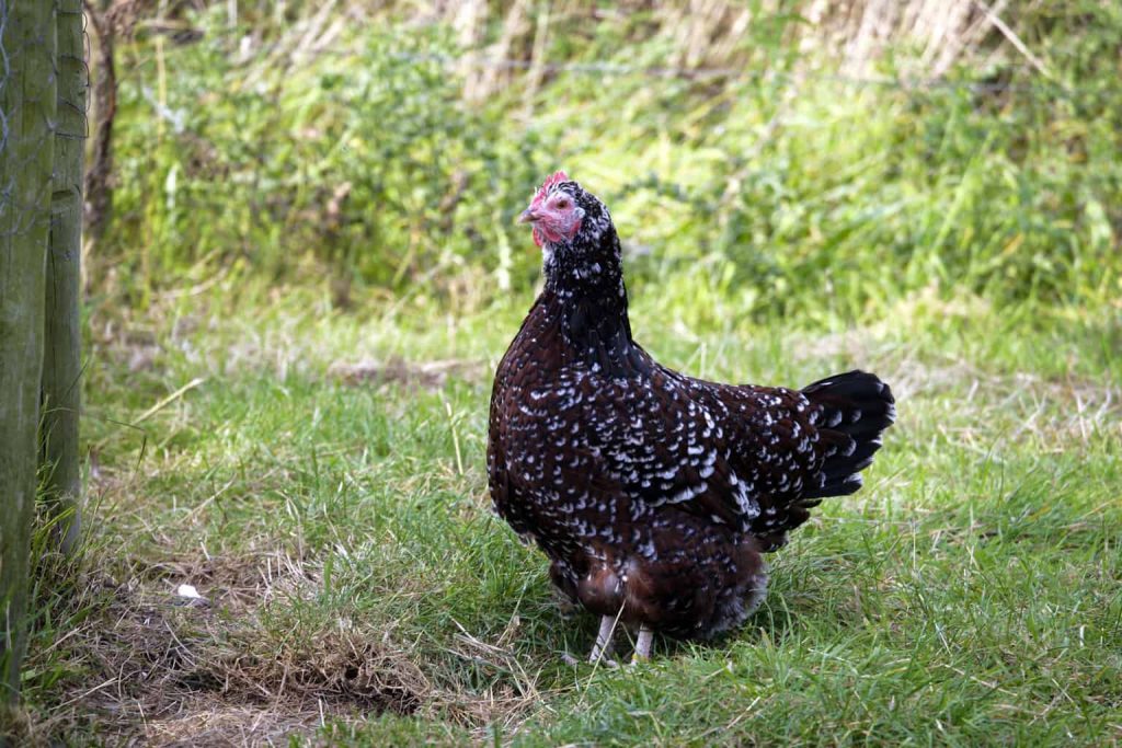 Speckled Sussex Breed Care Guide All You Need To Know