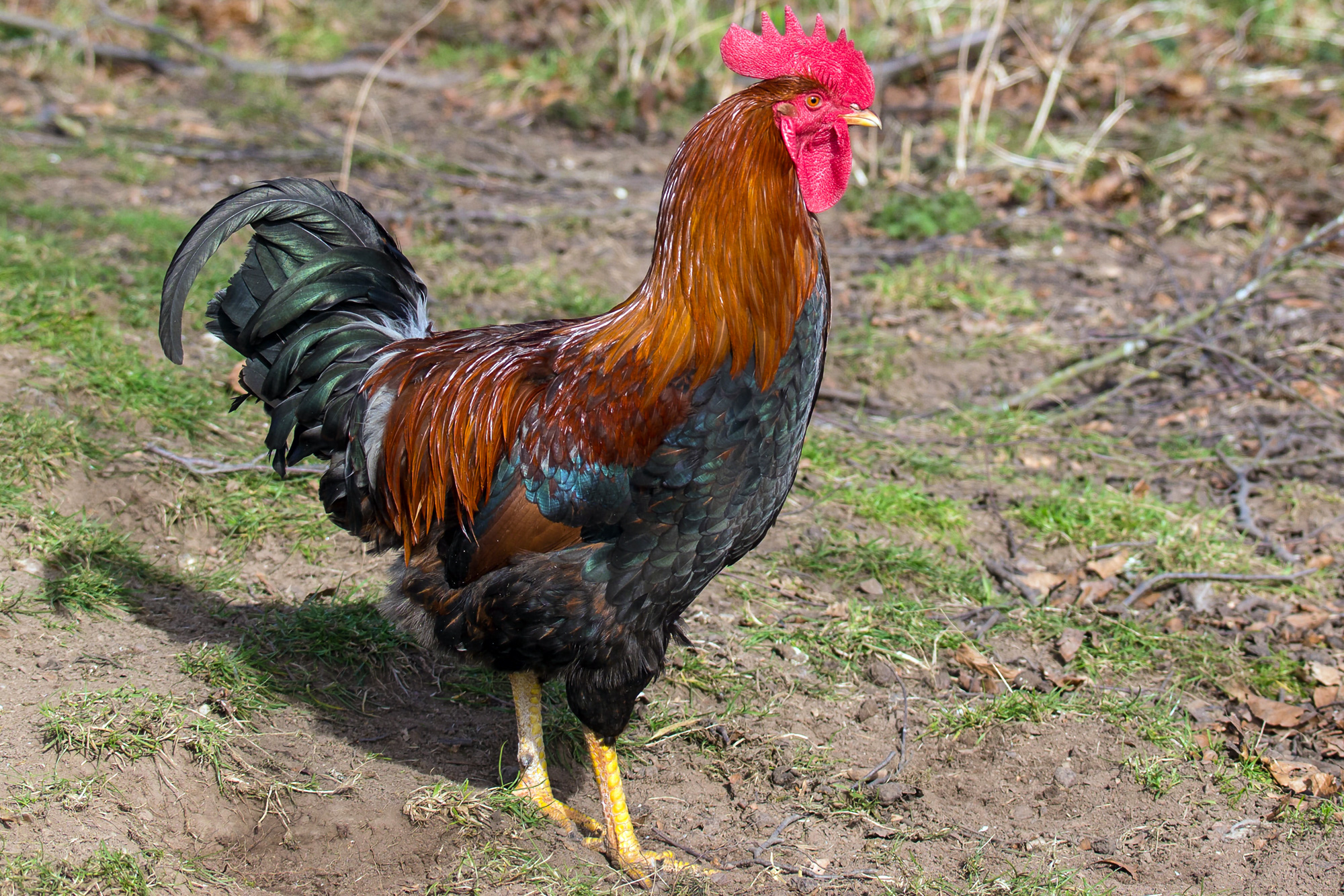 Welsummer Chicken 101: Complete Care Guide (2025)