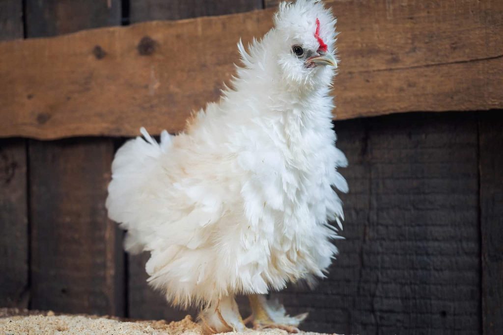 Frizzle Chicken 101: Complete Breed Info and Care Guide 2024