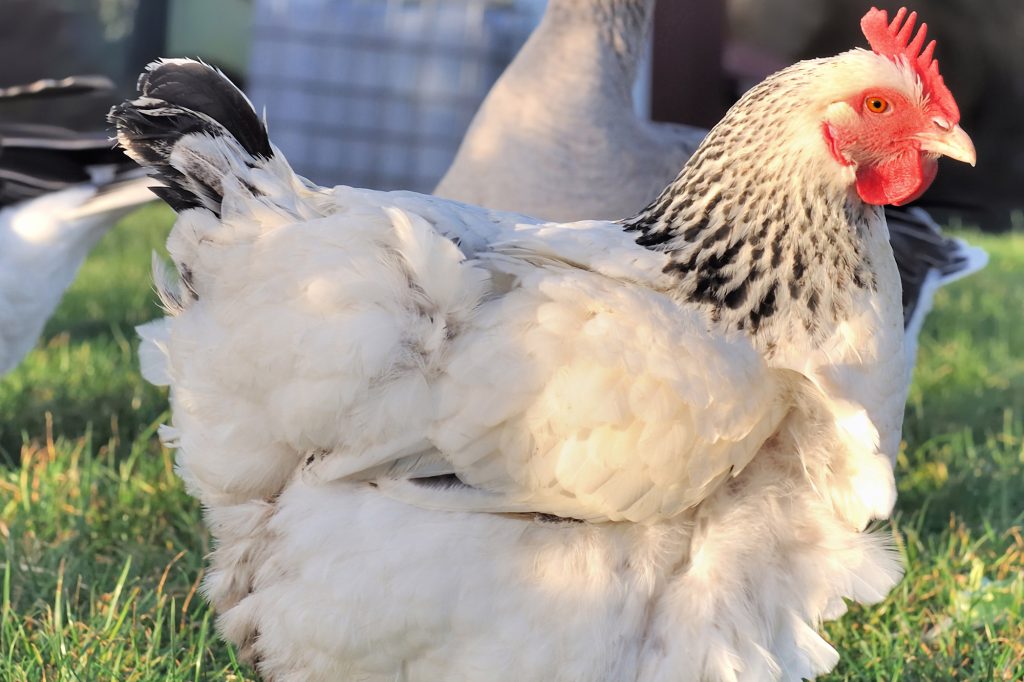 Sussex Chicken Breed 101 Complete Care Guide 2022
