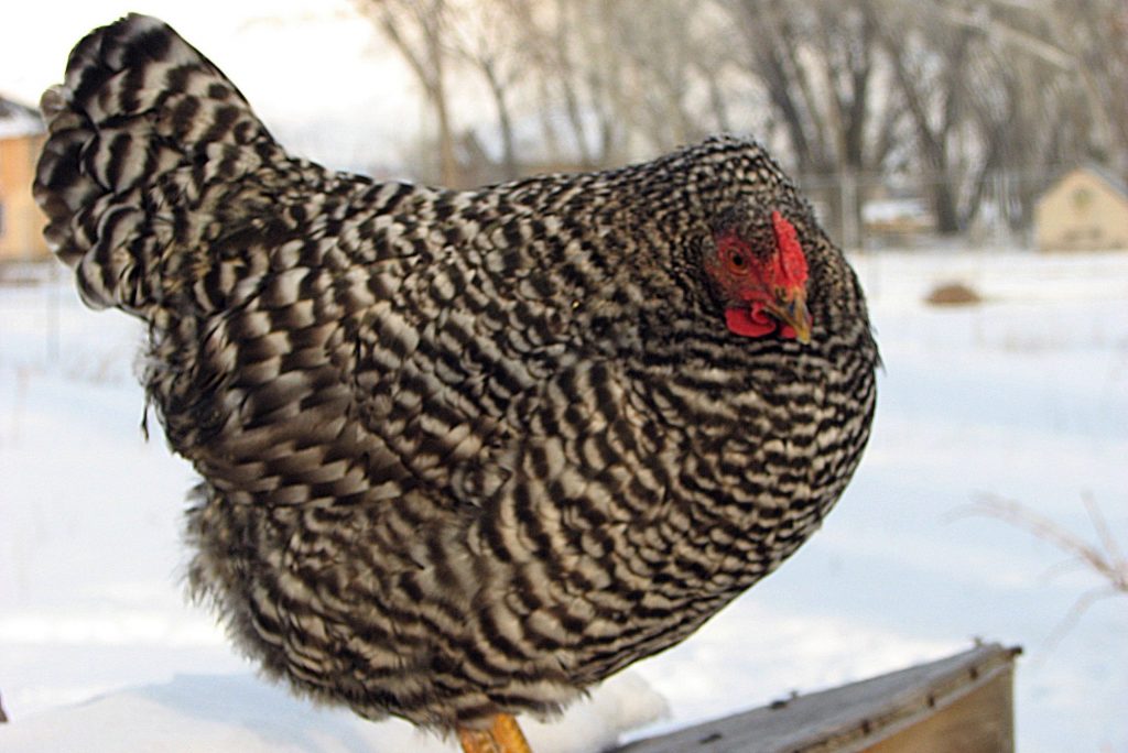 Dominique Chicken: Everything You Need To Know (Care Guide)