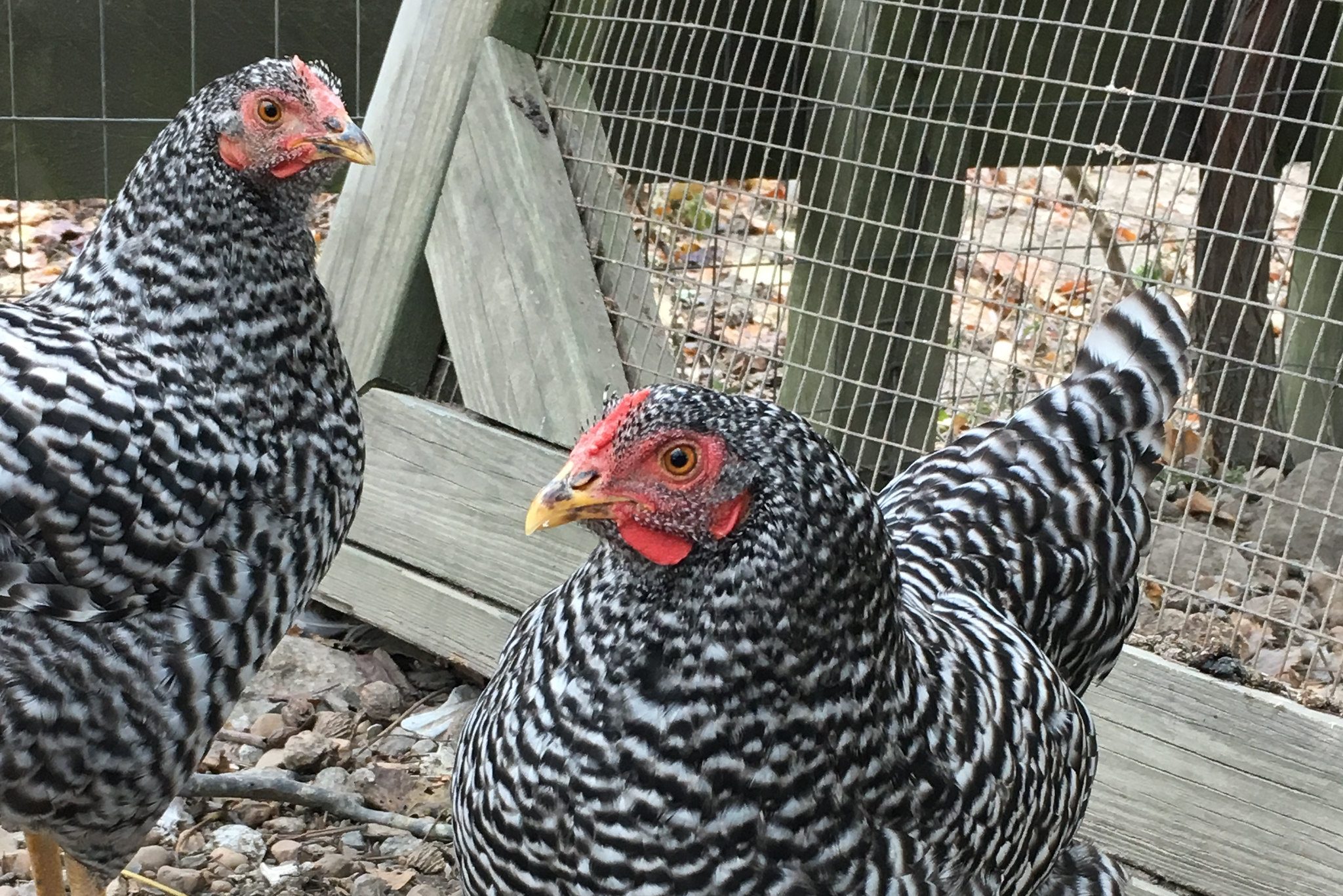 Dominique Chicken: Everything You Need To Know (Care Guide)