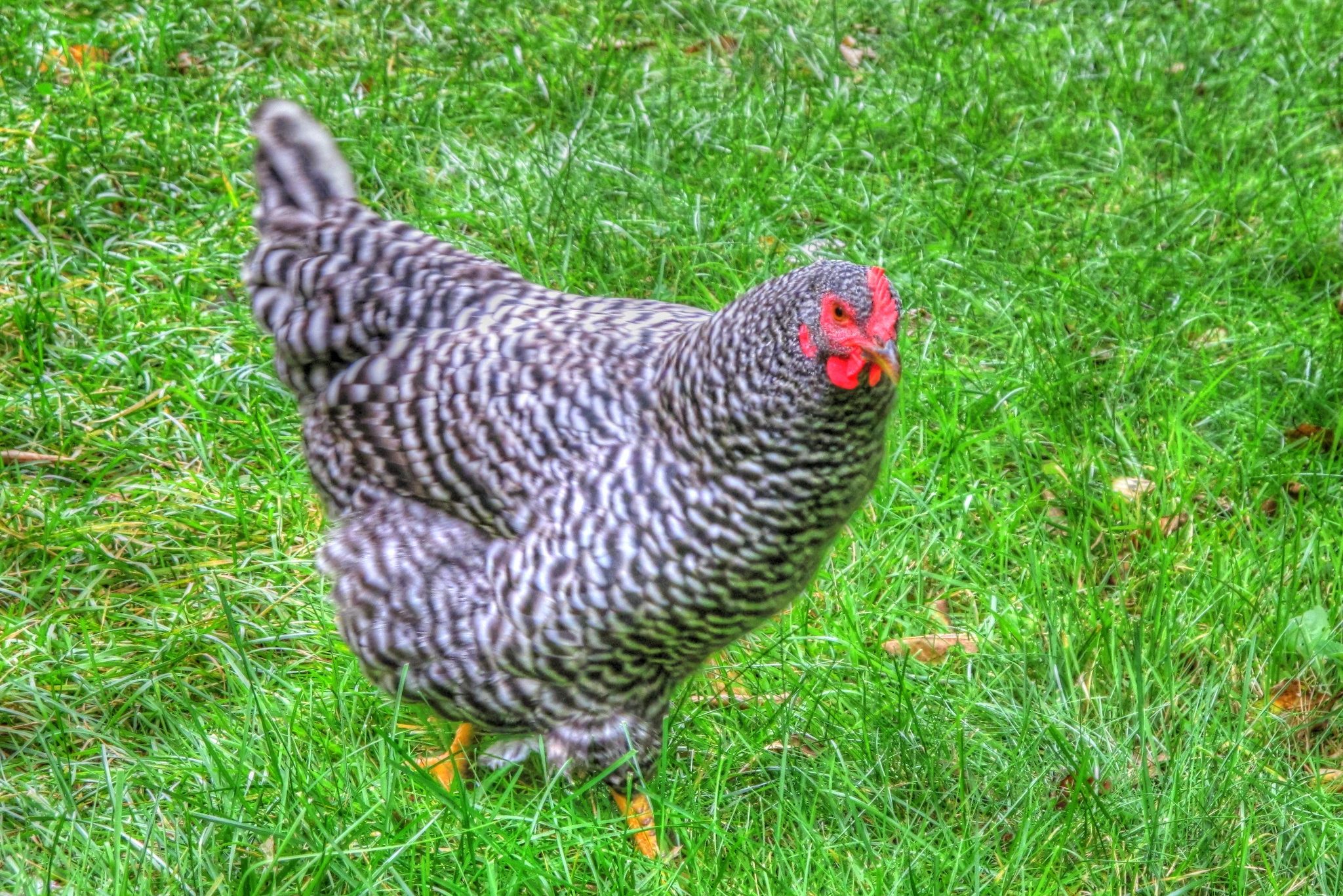 Barred Rock Chicken: Care Guide And Profile (2023)